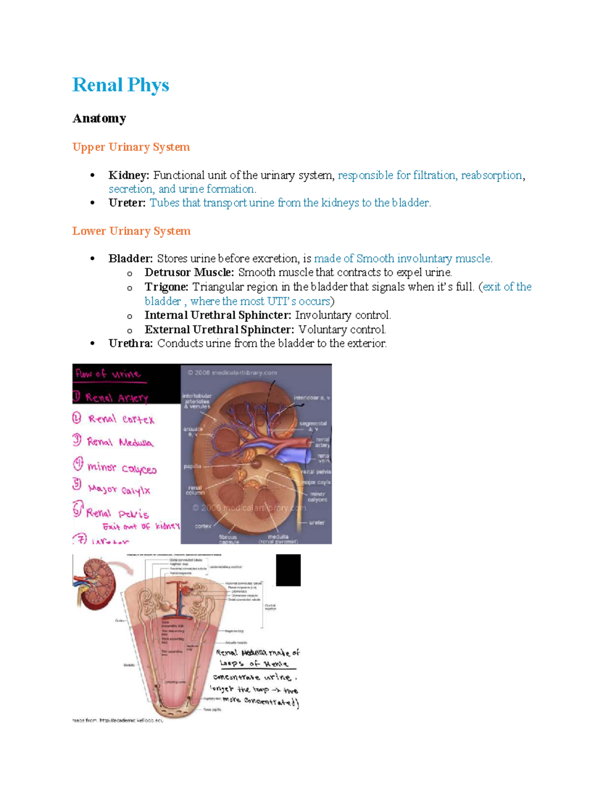 Renal Physiology & Pathophysiology: Exam V Review (Course Code: EXAM V) - Studocu