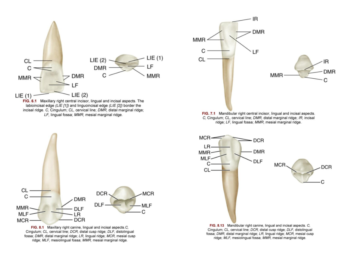 Landmarks of the Teeth: Incisors to Molars (IR & DMR Focus) - Studocu