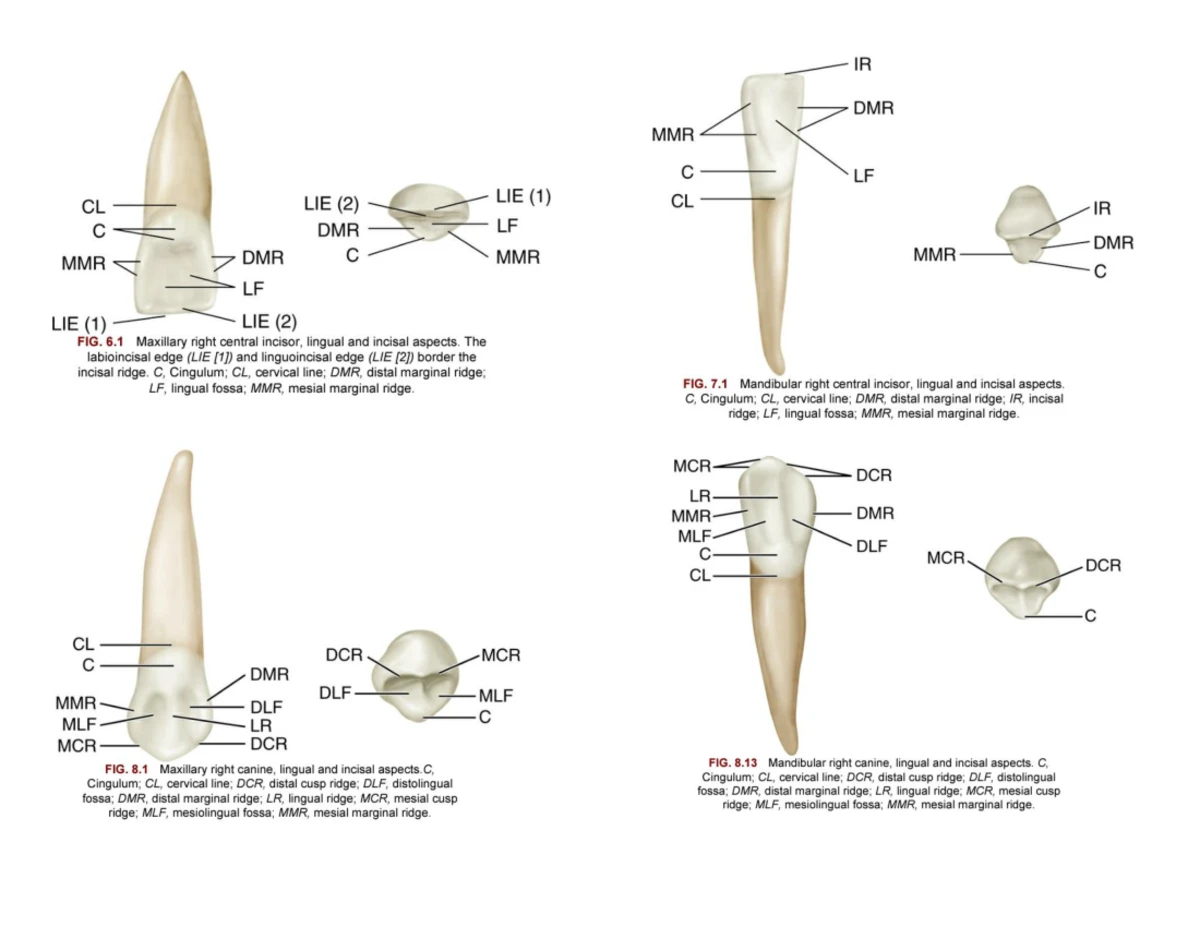 ACT 9: Development of the Junctional Epithelium in Erupted Teeth - Studocu