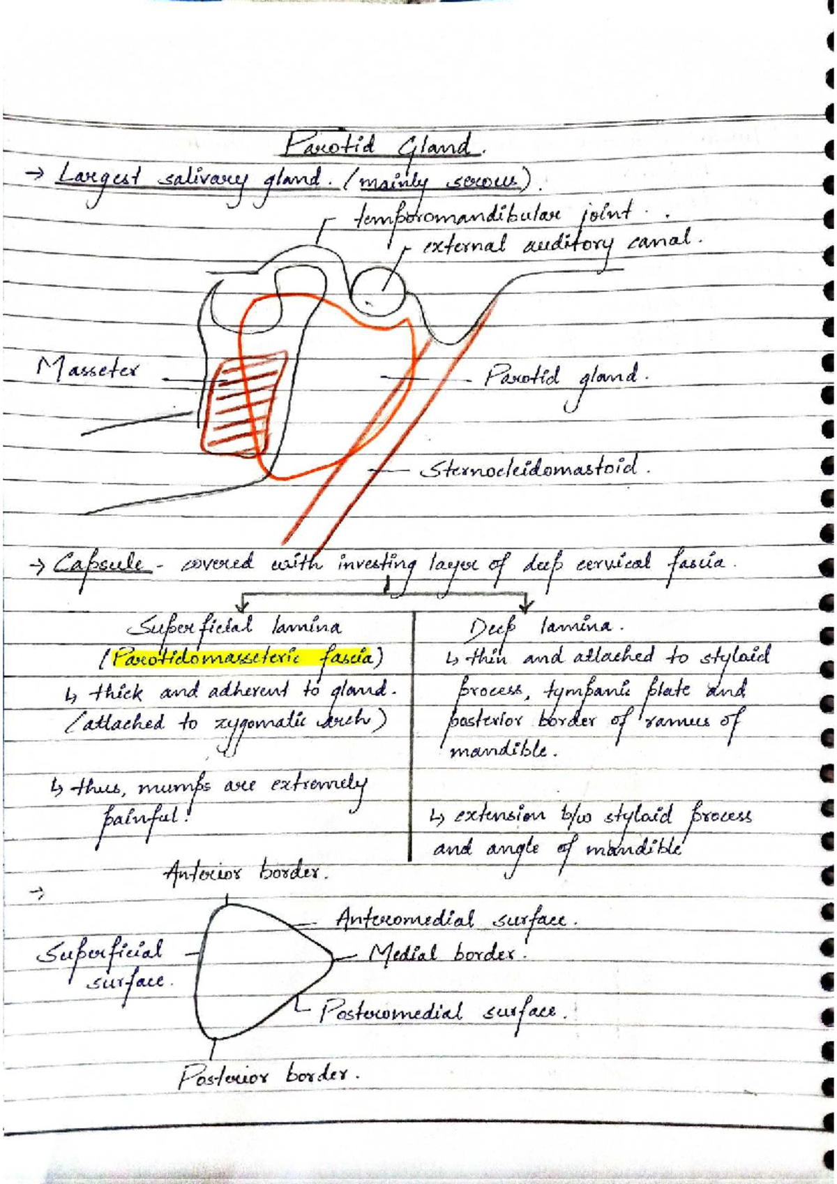 15. Parotid Gland - Comprehensive Study of Anatomy and Function - Studocu