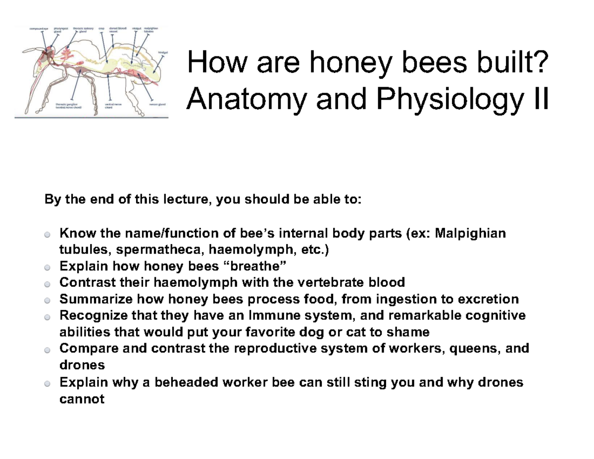 Anatomy and Physiology II: Honey Bee Structure and Function (ADA 6 ...