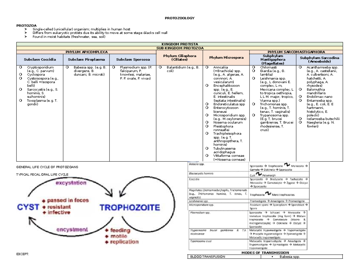 Protozoa Study Notes: Kingdom Protista & Phylum Overview - Studocu