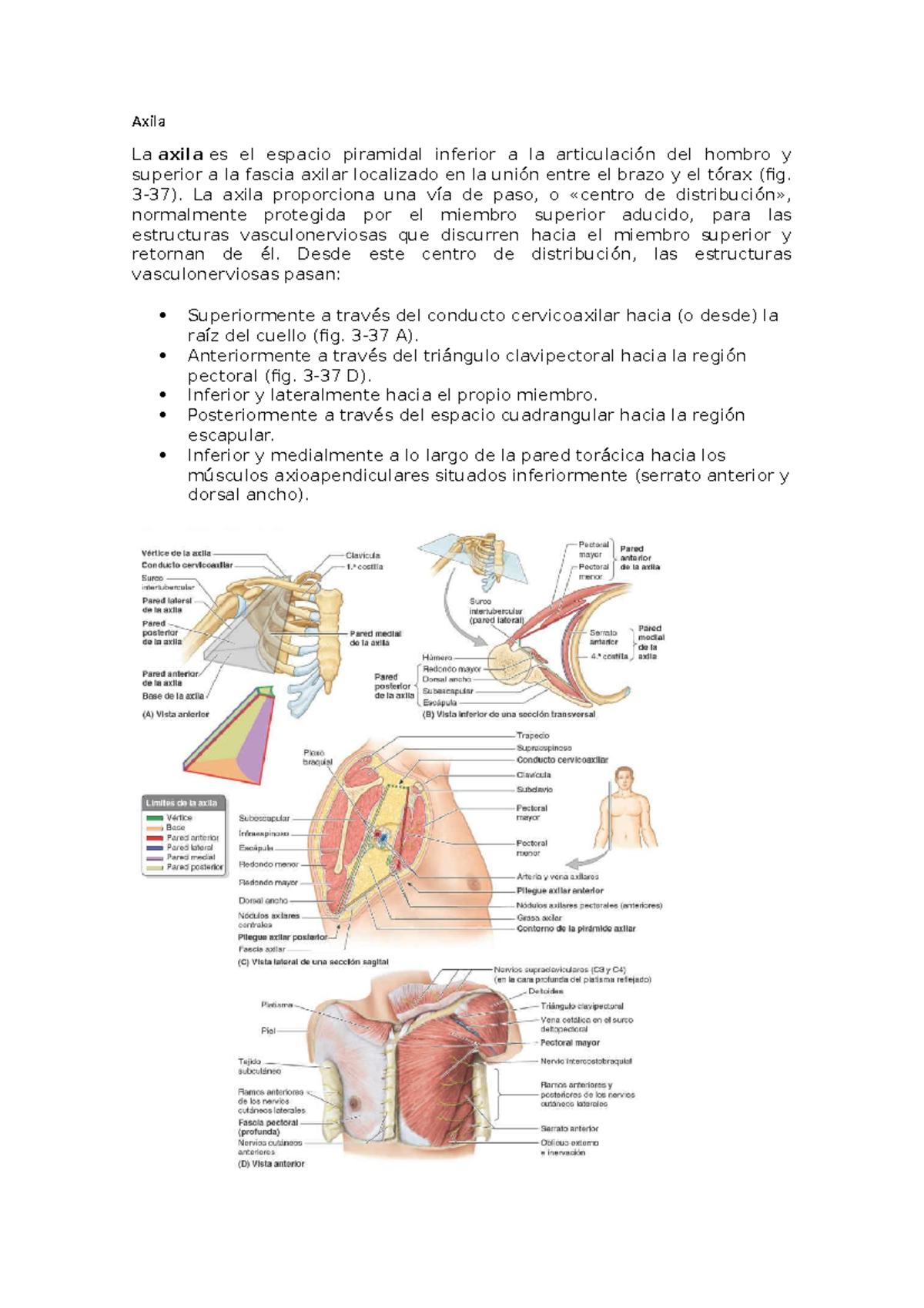 Axila - Axila La axila es el espacio piramidal inferior a la ...