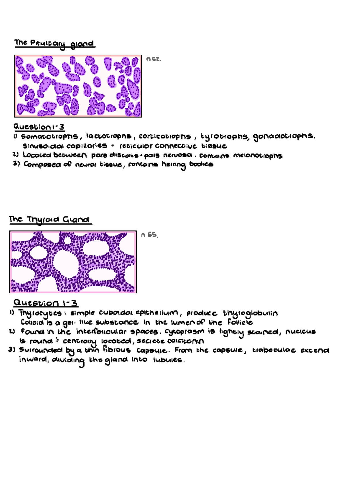 Endocrine System Practical Assignment: Pituitary & Gland Histology ...