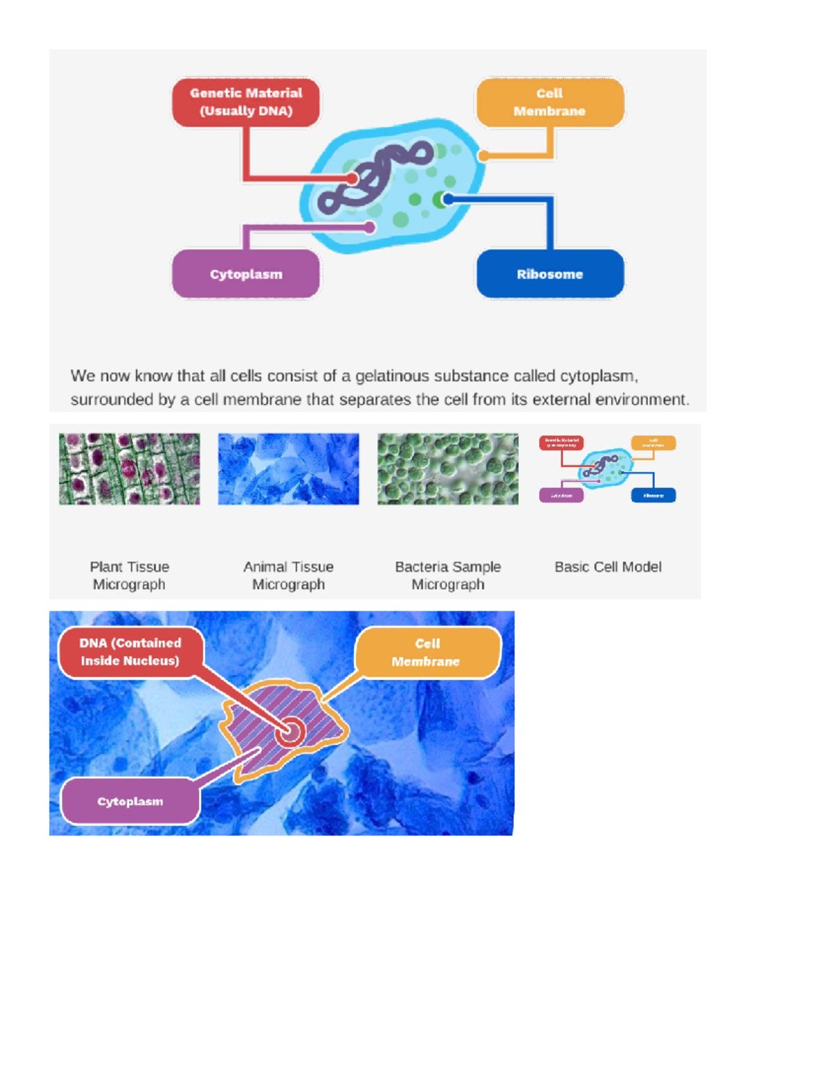 Cell Structure Cell theory and internal organelles - BIO 255 - Plant ...