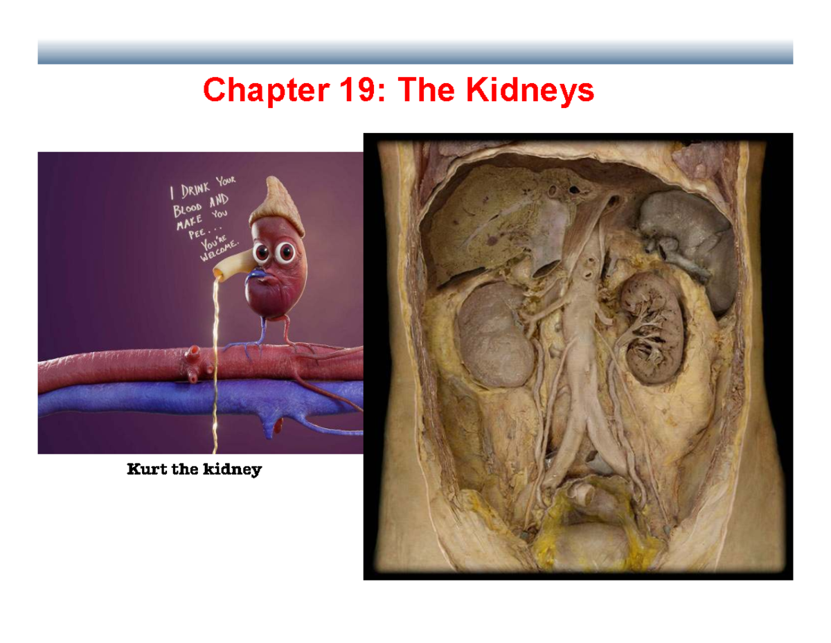 Chapter 19: Kidney Function and Glomerular Filtration Regulation ...