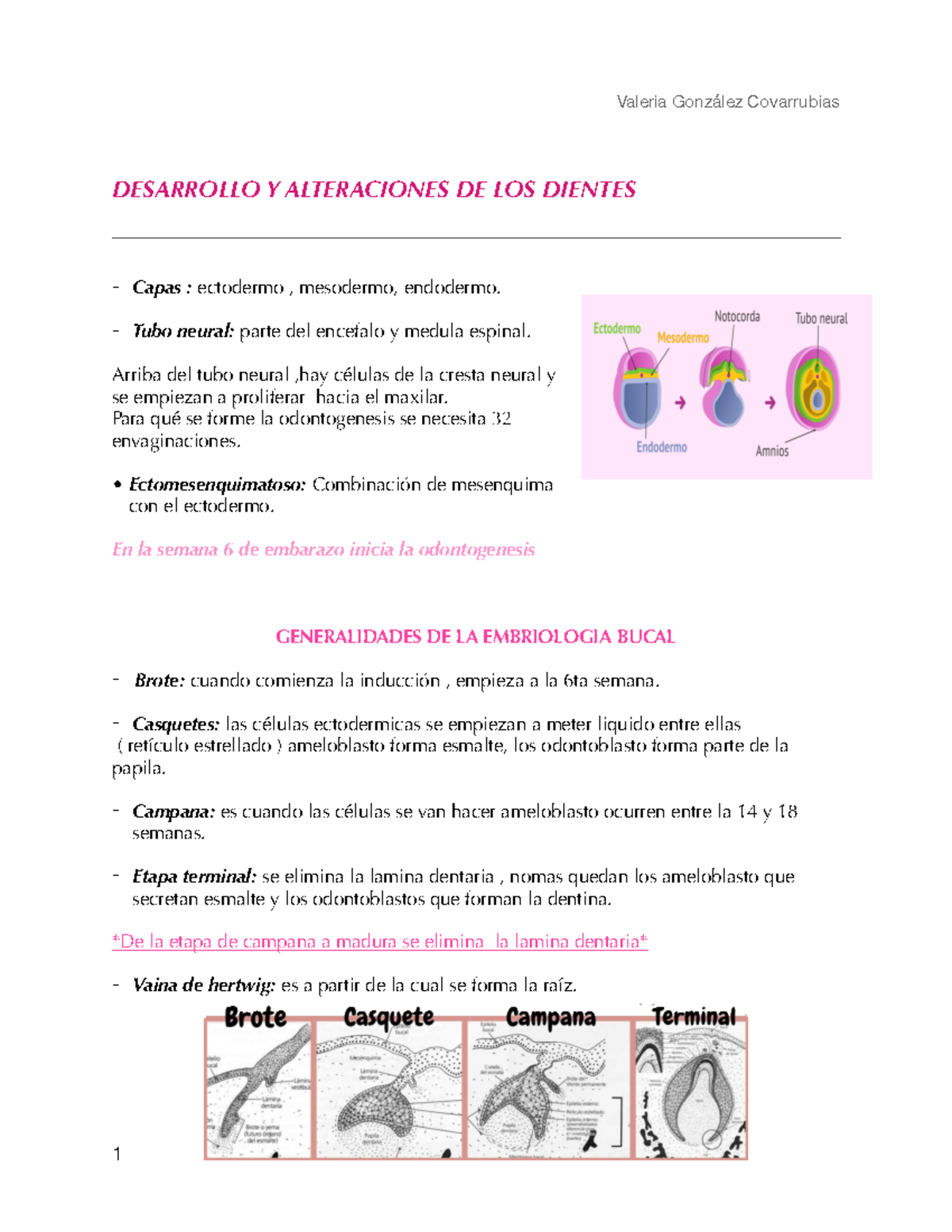 Trabajo Parcial 2: Desarrollo y Alteraciones de los Dientes en PATO ...