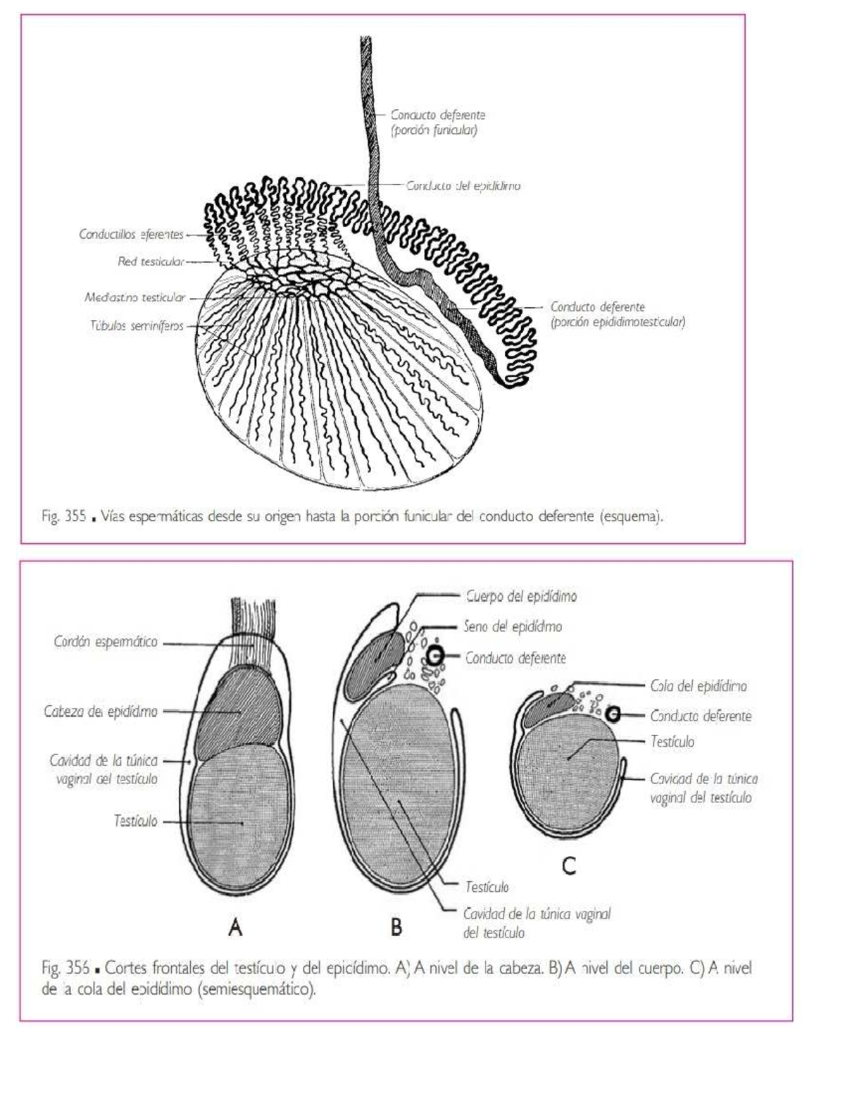 Esquemas y Anatomía del Conducto Deferente y Epidídimo (Anatomía 101 ...