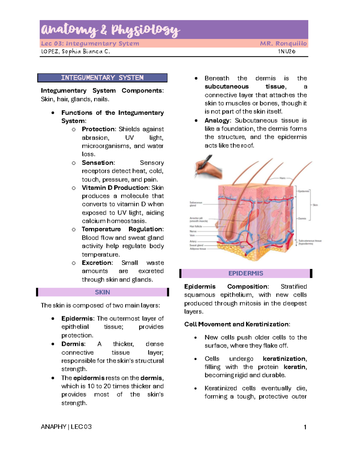 Anaphy Integumentary System LEC03 Lopez - Lec 03: Integumentary Sytem MR. Ronquillo LOPEZ ...