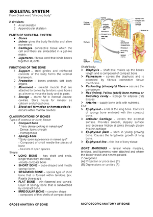 AP - Lab Ex. 08 review sheet chapter 8 Overview of the Skeleton ...