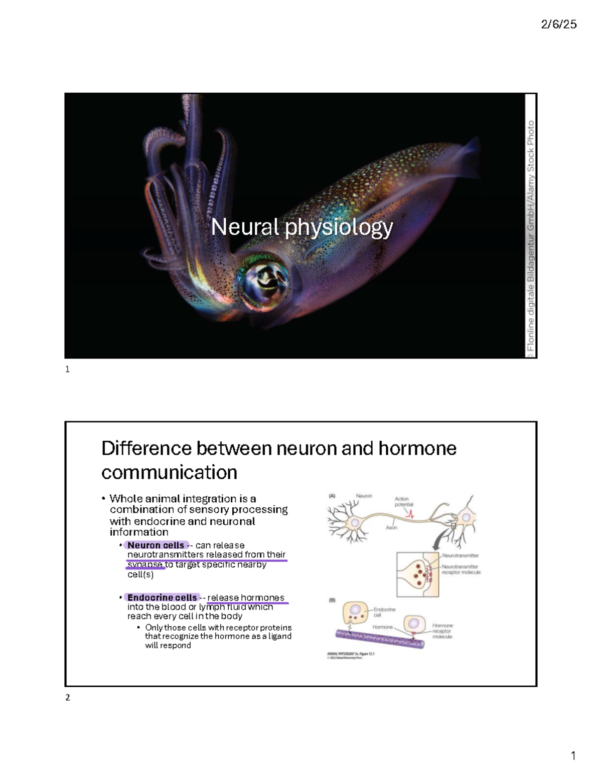 Chapter 12: Neural Physiology - Neuron vs. Hormone Communication - Studocu