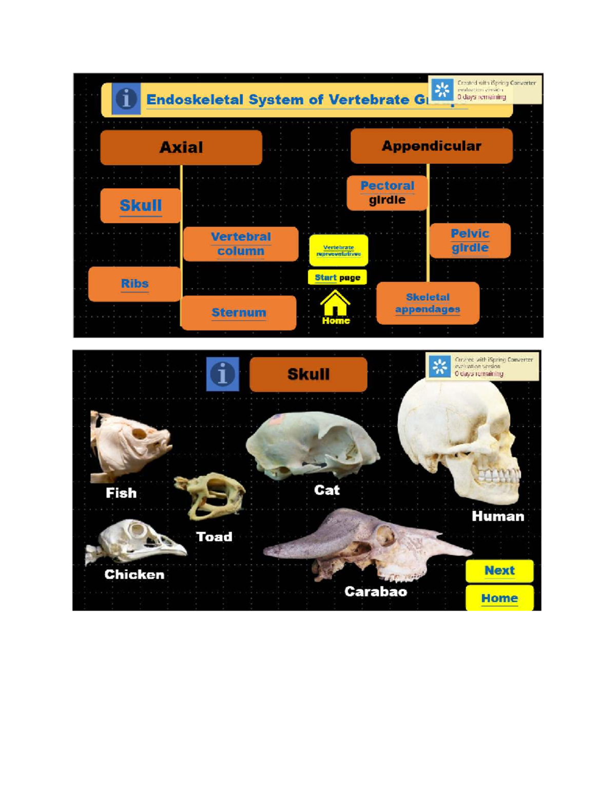 Endoskeleton Structure and Function in Vertebrates: A Comprehensive ...