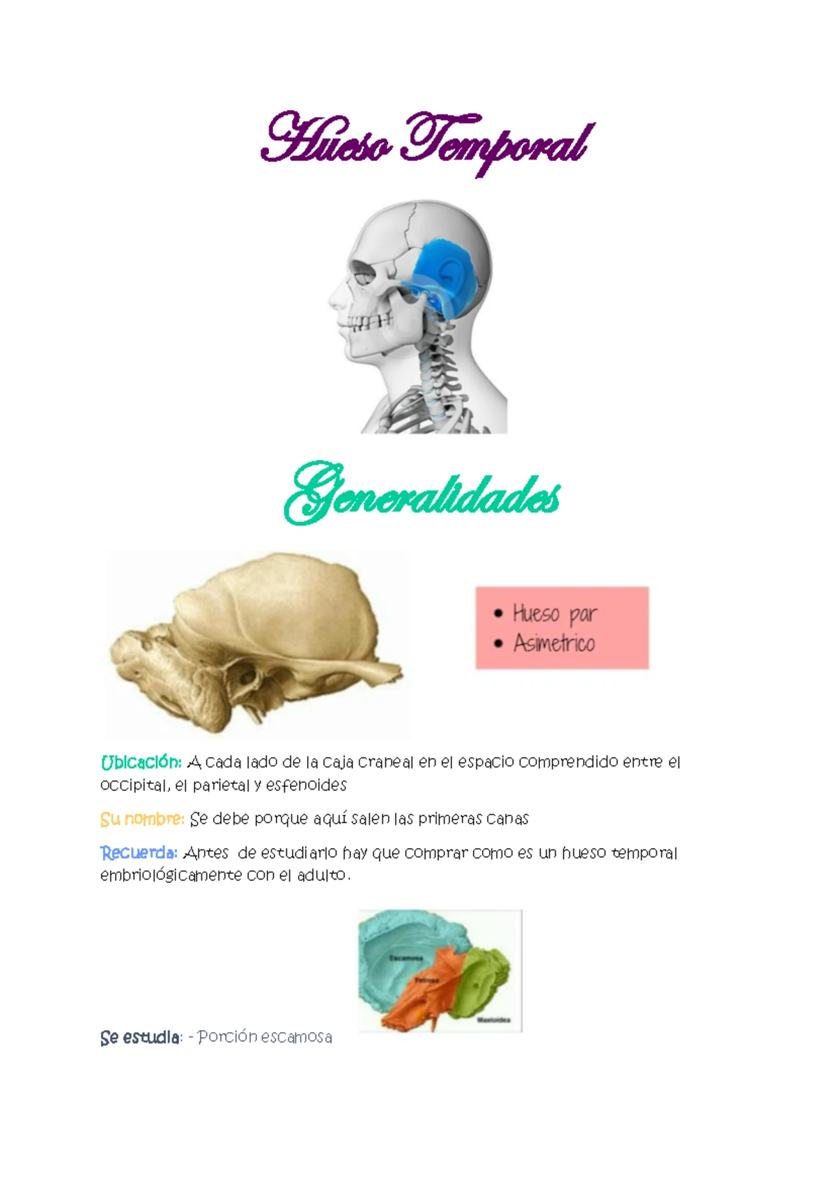 BASE DEL CRÁNEO: Estructura EXOCRANEO y ENDOCRANEO - Estudio Detallado ...