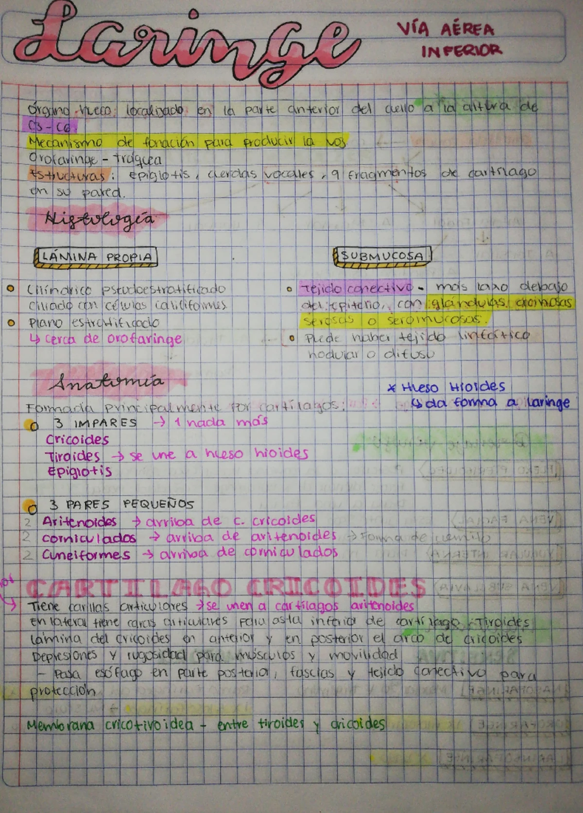 Amplecion y amplexacion - c) Amplexión y amplexación. La expansión del ...