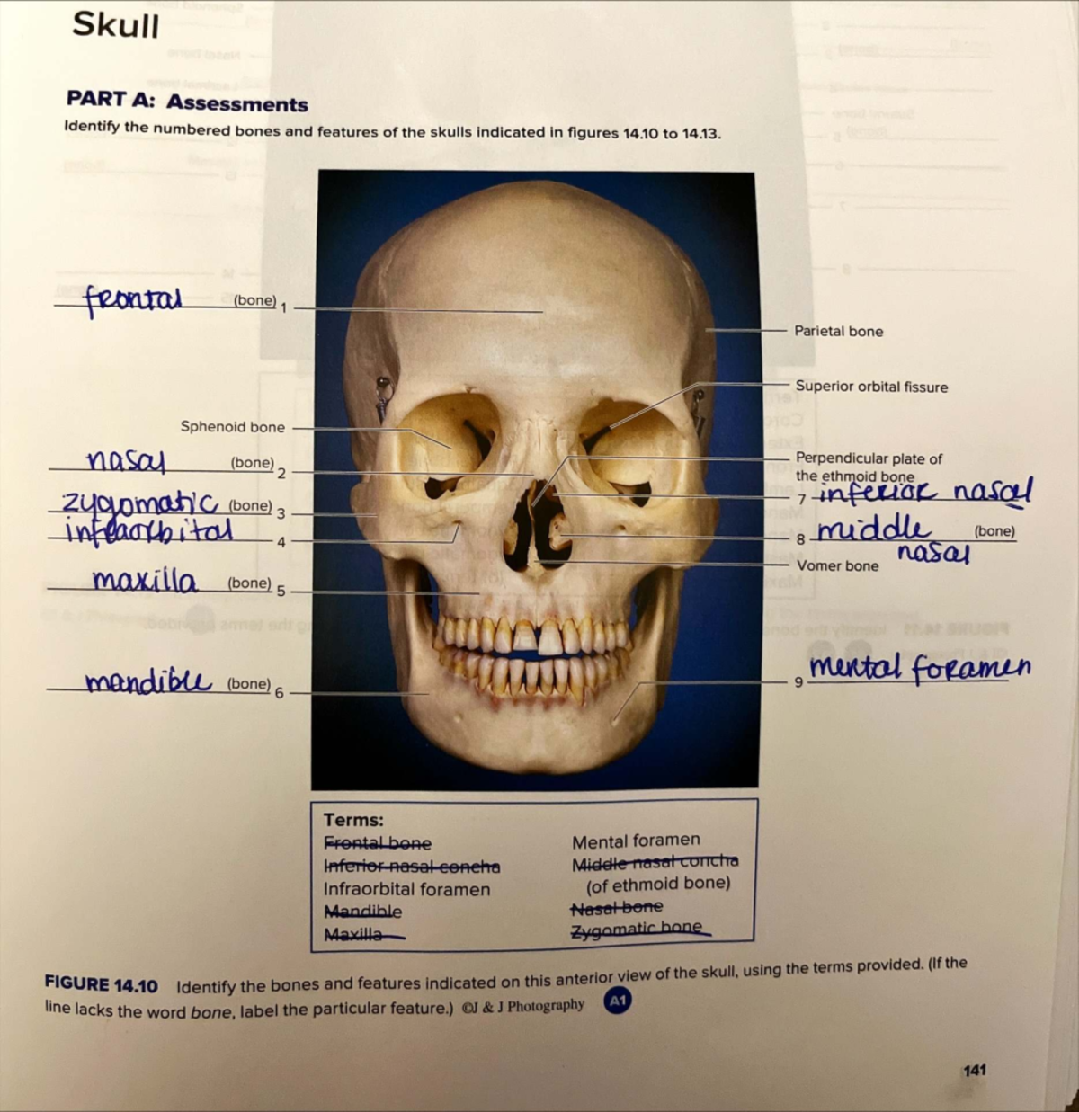 Module 5 Lesson 4 Lab - lab - Skull PART A: Assessments Identify the ...