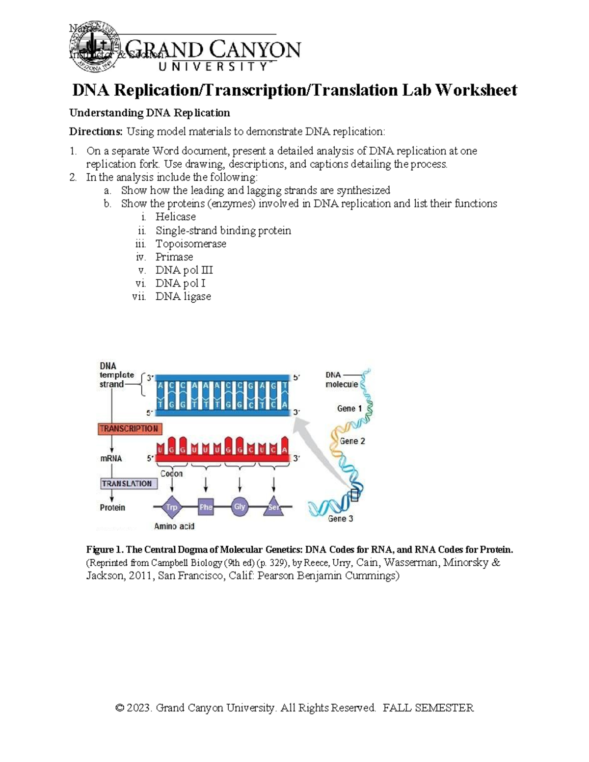 DNA Replication, Transcription & Translation Lab Worksheet (Bio 101 ...