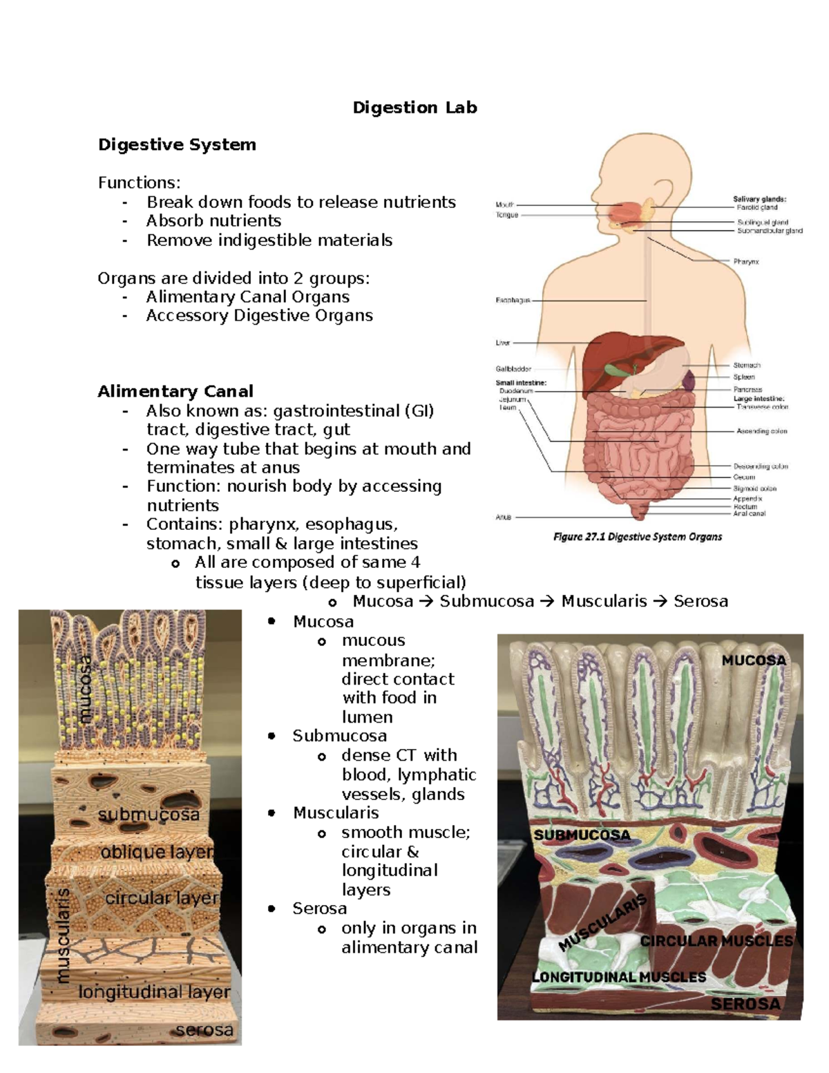 Digestion Lab Study Guide: Functions of the Digestive System - Studocu