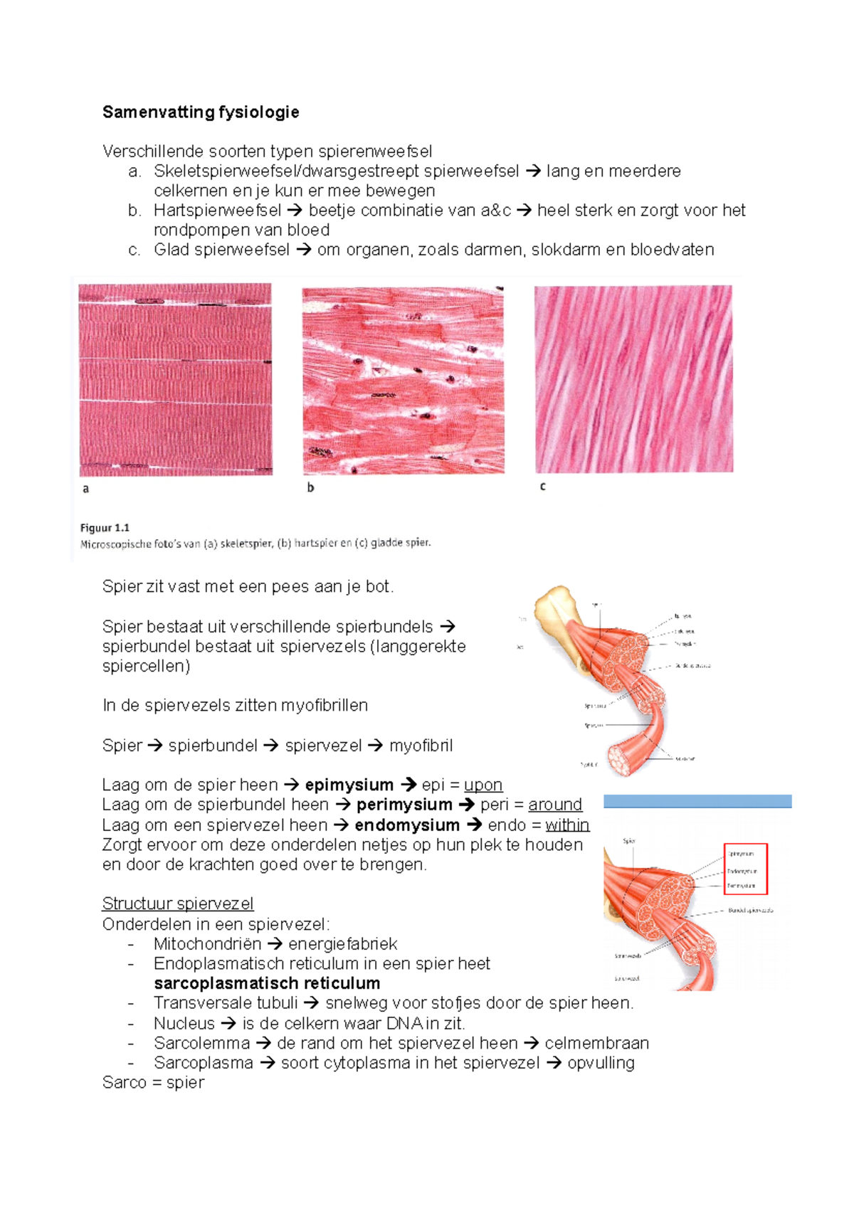 Samenvatting fysiologie (goede) 2 - Samenvatting fysiologie ...
