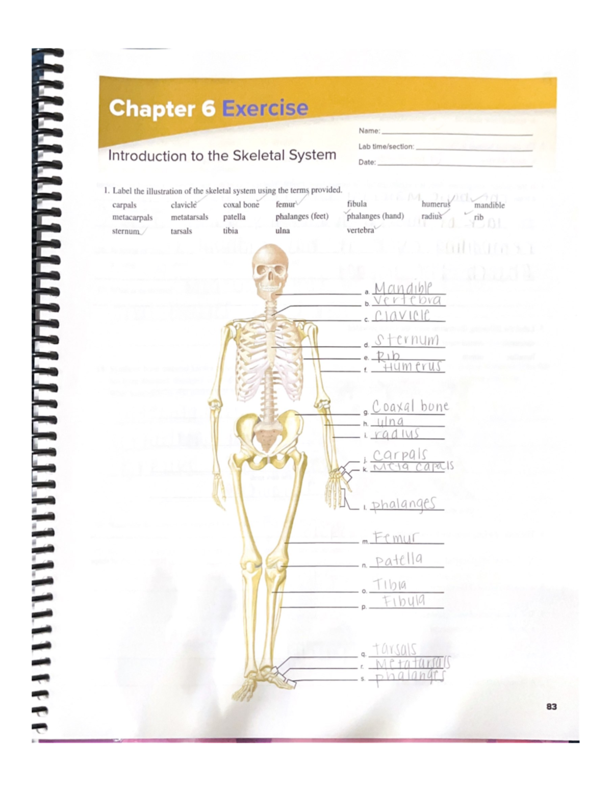 Chapter 6 Exercise - Lab on the Skeletal System - Studocu