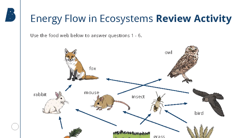 Ecosystems Review Activity: Energy Flow & Food Web Analysis - Studocu