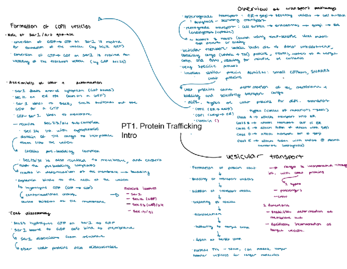Protein Trafficking Overview: Pathways, Mechanisms, and Processes - Studocu