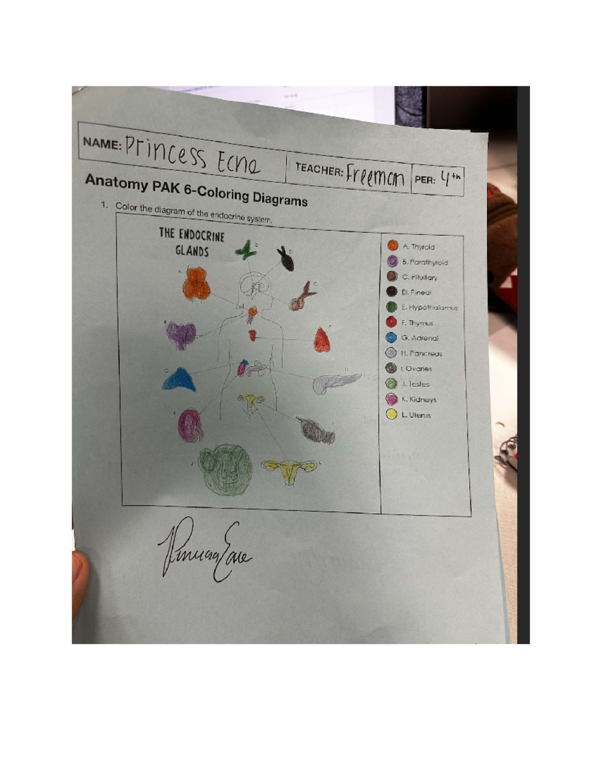 Anatomy PAK 6: Endocrine System Diagrams & Riddles - Studocu