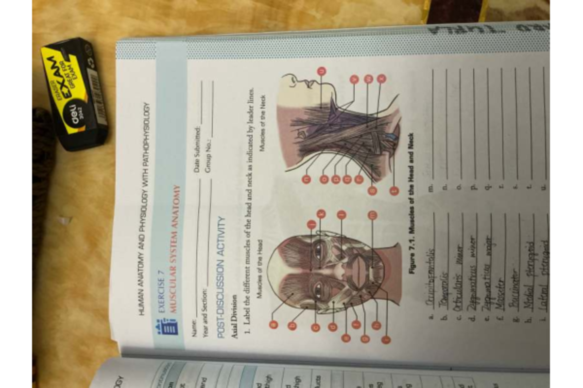 SY HUMAN ANATOMY & PHYSIOLOGY: EXERCISE 7 MUSCULAR SYSTEM - Studocu