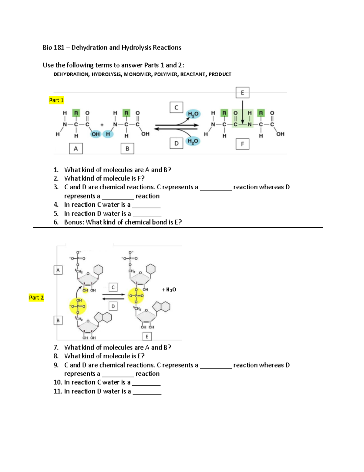 Bio 181 Week 2 - Dehydration & Hydrolysis Reactions S25 - Studocu