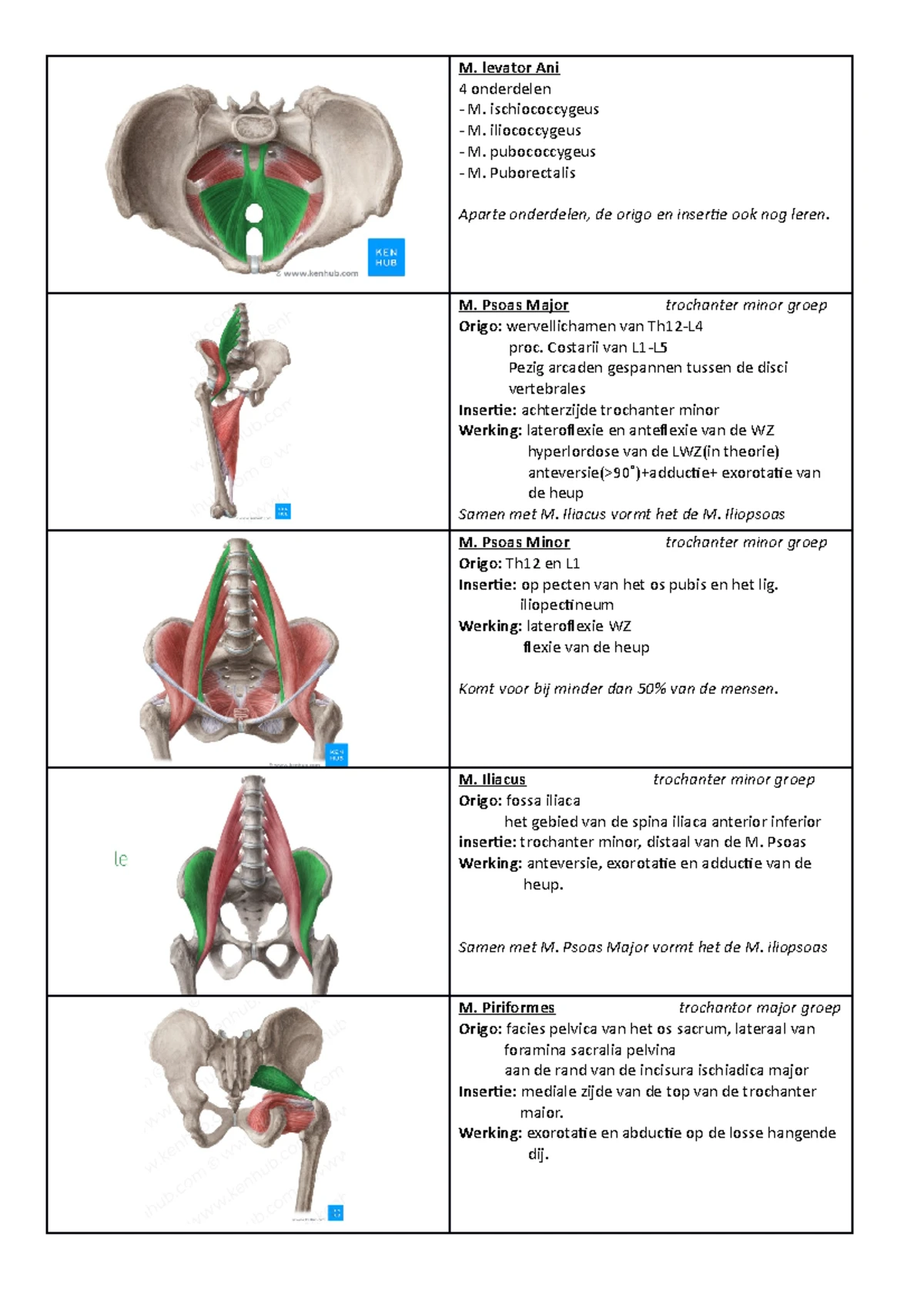 Het hart anatomie uitwerking - Hart Ligging en bouw van het hart Het ...