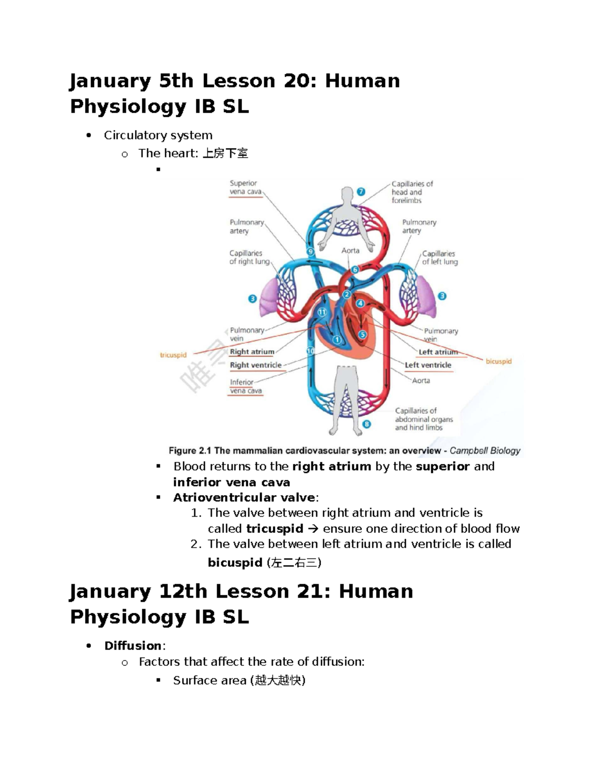 IB SL Human Physiology: Circulatory System & Diffusion Notes - Studocu