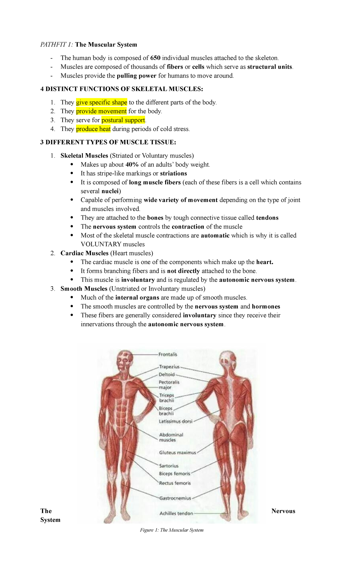 PATHFIT 1: Overview of the Muscular System and Nervous System - Studocu