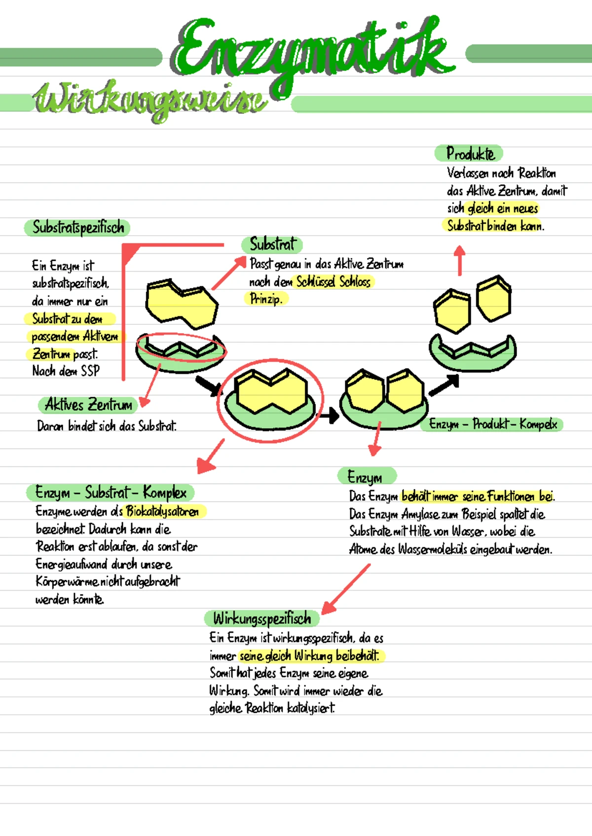 Skript Evolutionsbiologie: Evolutionsmechanismen und Belege ...