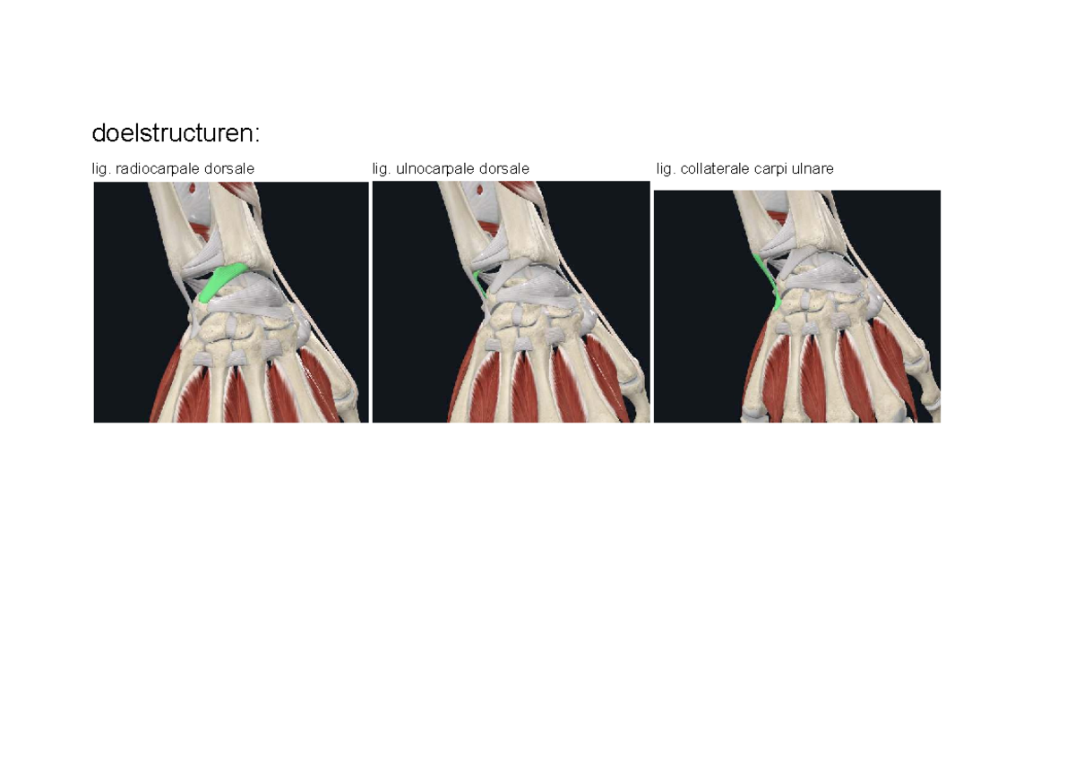 Practicum IV Voorbereiding: Ligamenten van de Pols en Anatomische ...