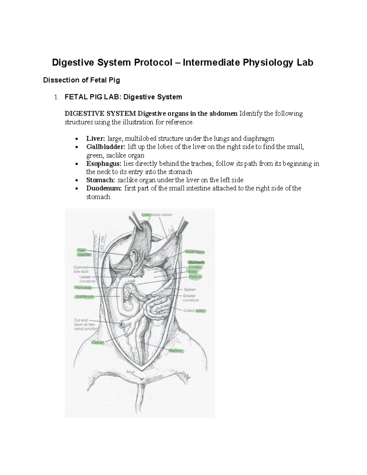 Intermediate Physiology Lab: Fetal Pig Dissection of Digestive System ...