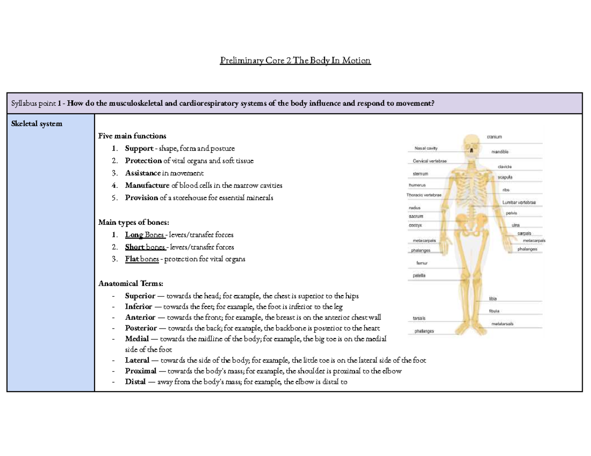 Body in Motion - PDHPE Notes: Musculoskeletal & Cardiorespiratory ...