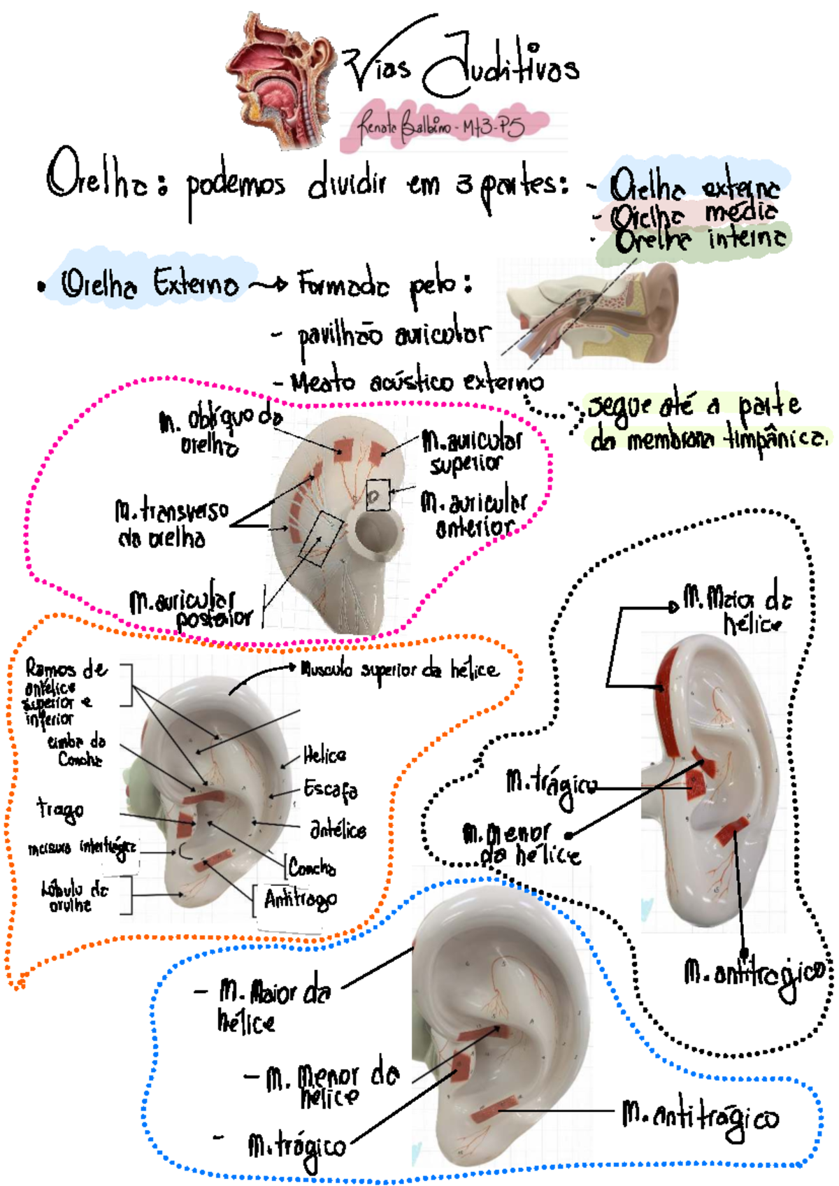 Anatomia da Orelha: Estruturas e Funções - MT3 - Studocu