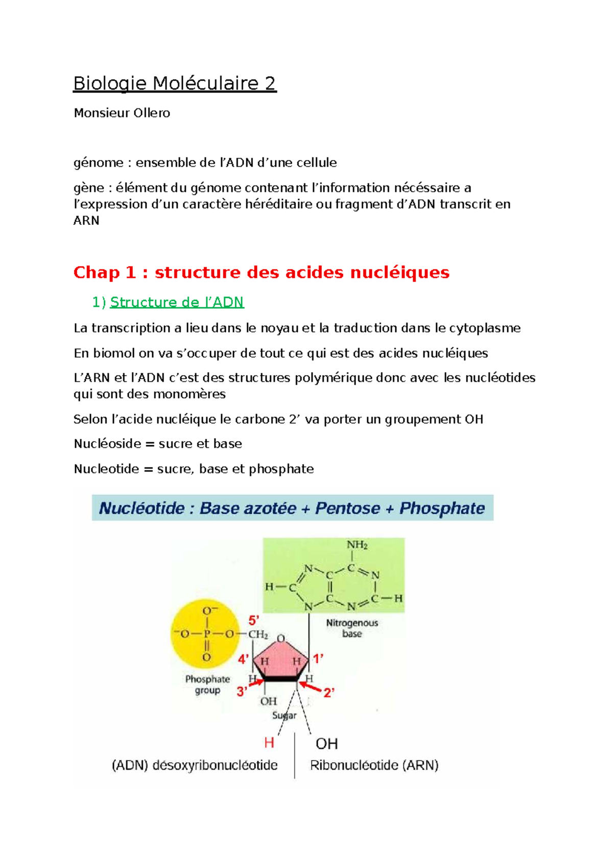 Biologie Moléculaire 2 - Chapitre 1 : Structure des Acides Nucléiques - Studocu