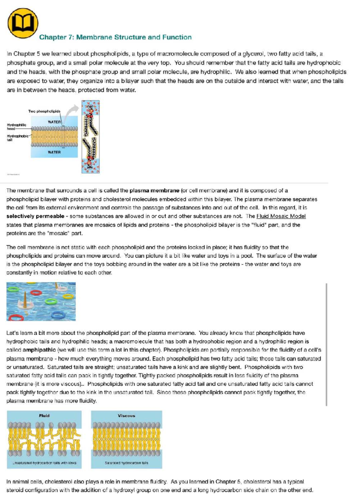 B Chapter 7: Membrane Structure and Function Overview - Studocu