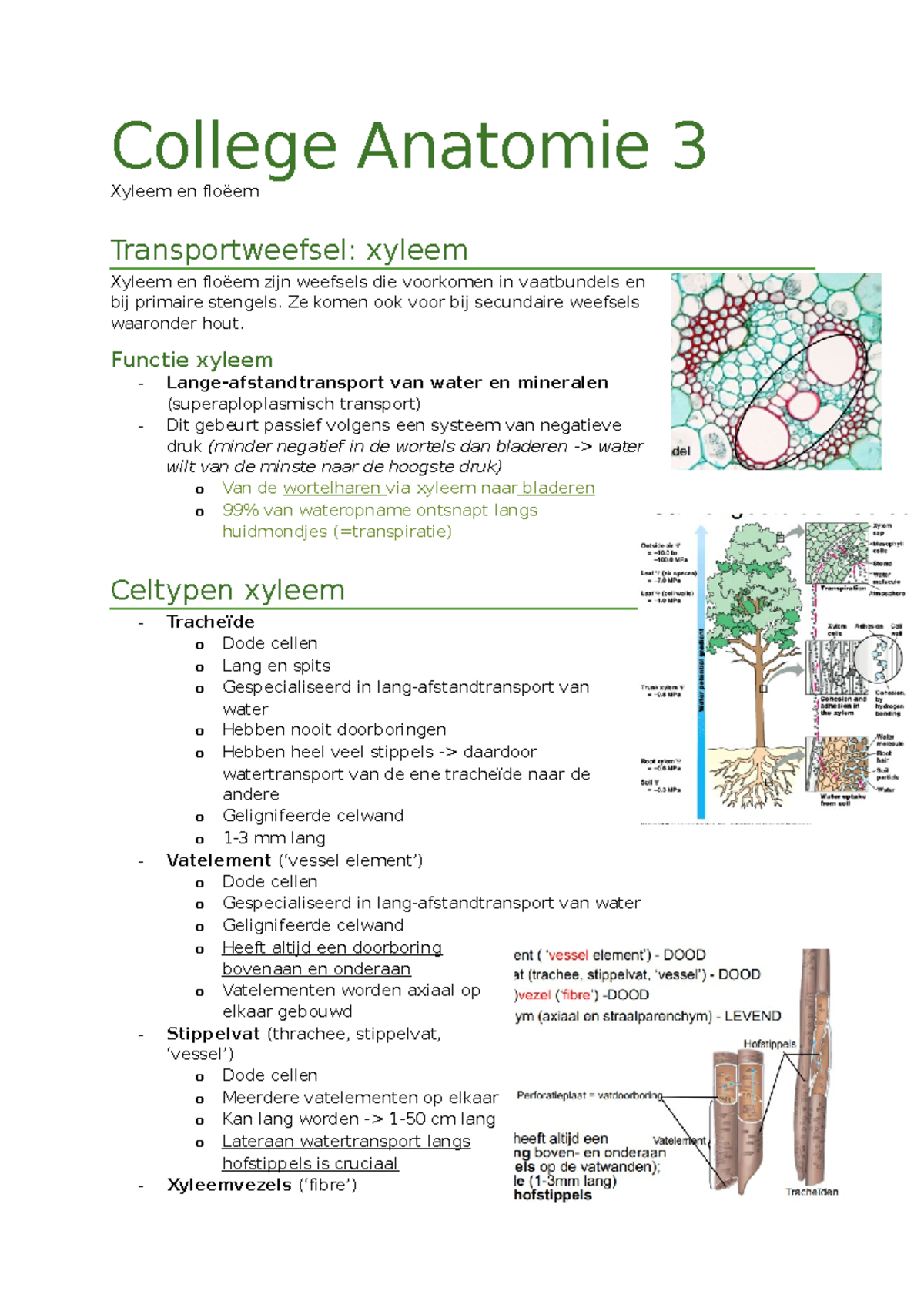 College Anatomie 3: Xyleem en Floëem in Transportweefsel - Studeersnel