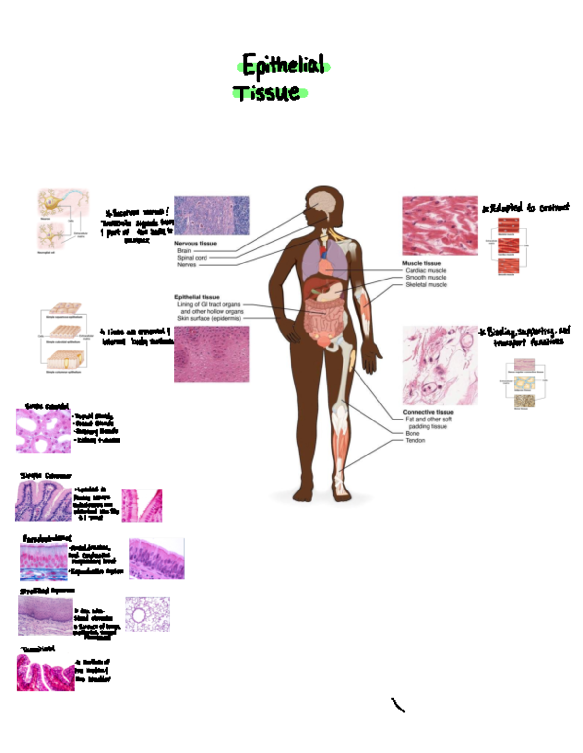 Study guide - Epithelial Tissue * Receives stimulis * Adapted to ...