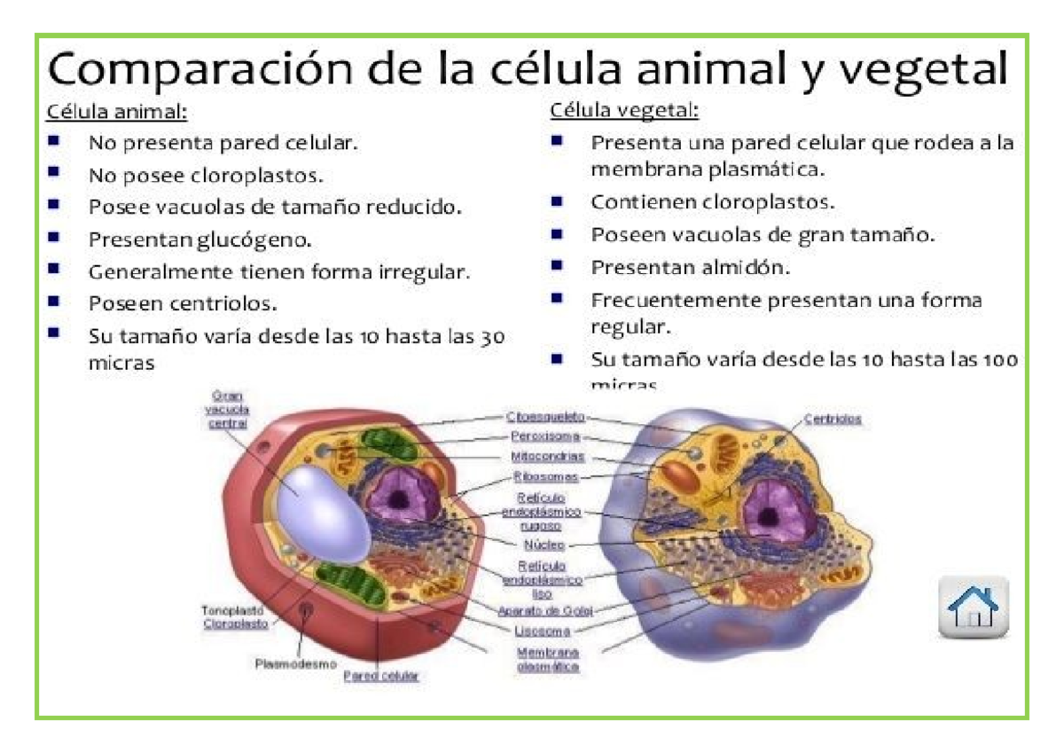Diferencias Entre Celula Animal Y Vegetal - Comparación de la célula ...