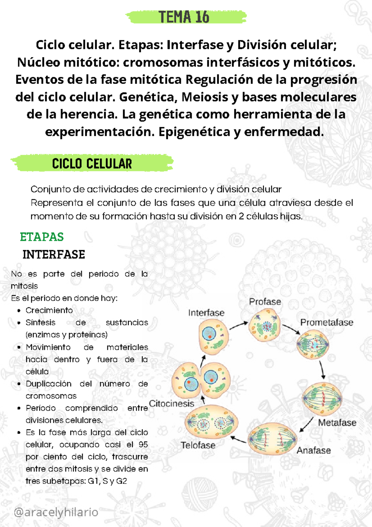 Portfolio de Biología: Ciclo Celular, Mitosis y Meiosis (CICLO CELULAR ...