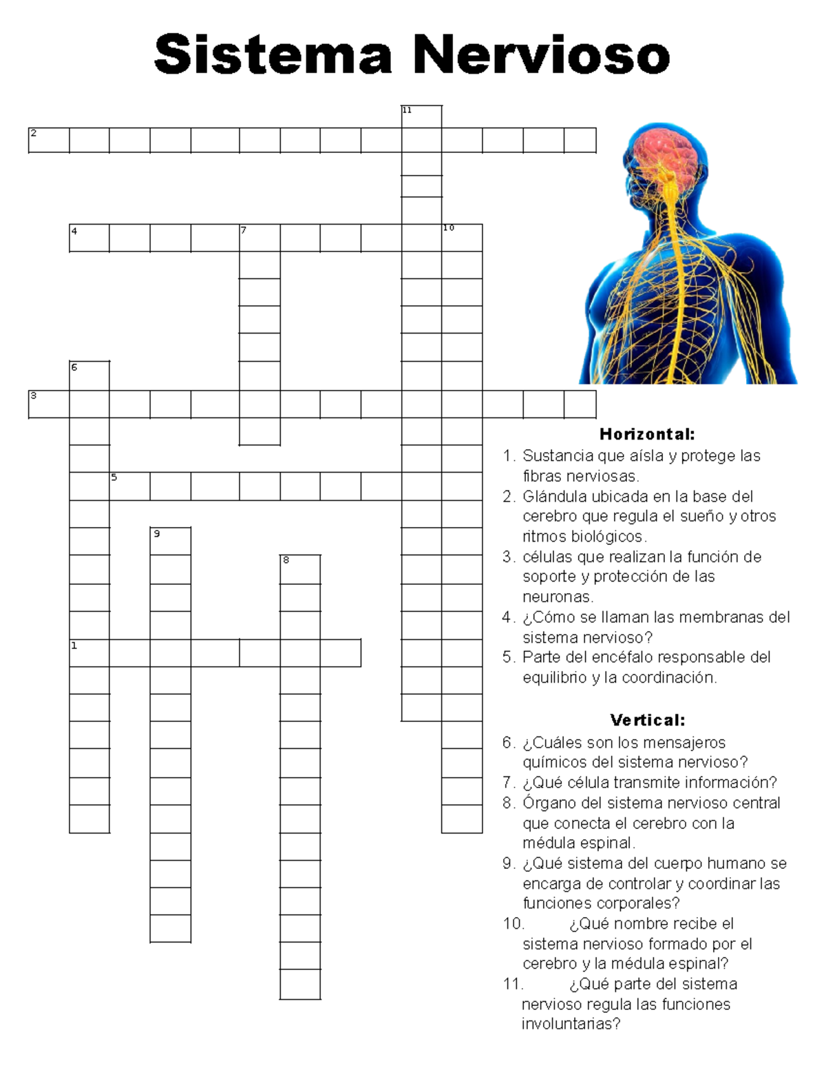 Sistema nervioso crucigrama - Horizontal: 1. Sustancia que aísla y ...