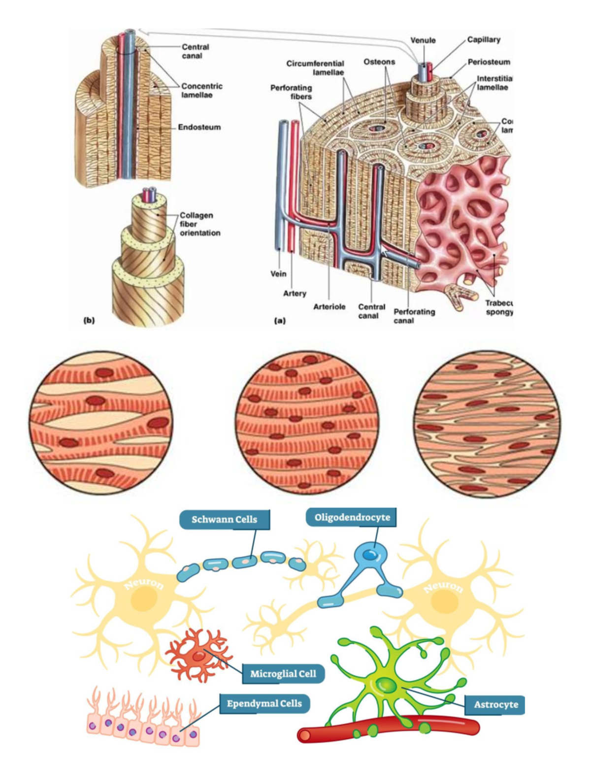 Schematic Diagrams - pictures - Anatomy & Physiology - Studocu
