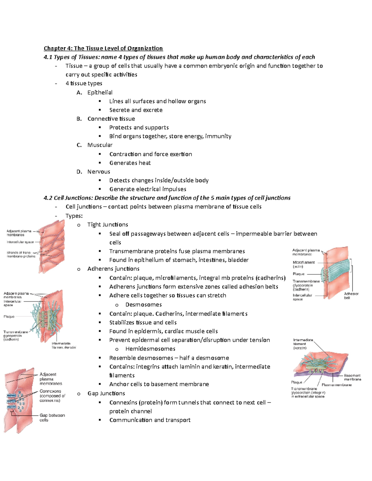 Anatomy and Physiology Chapter 4 - Tissue Level of Organization ...