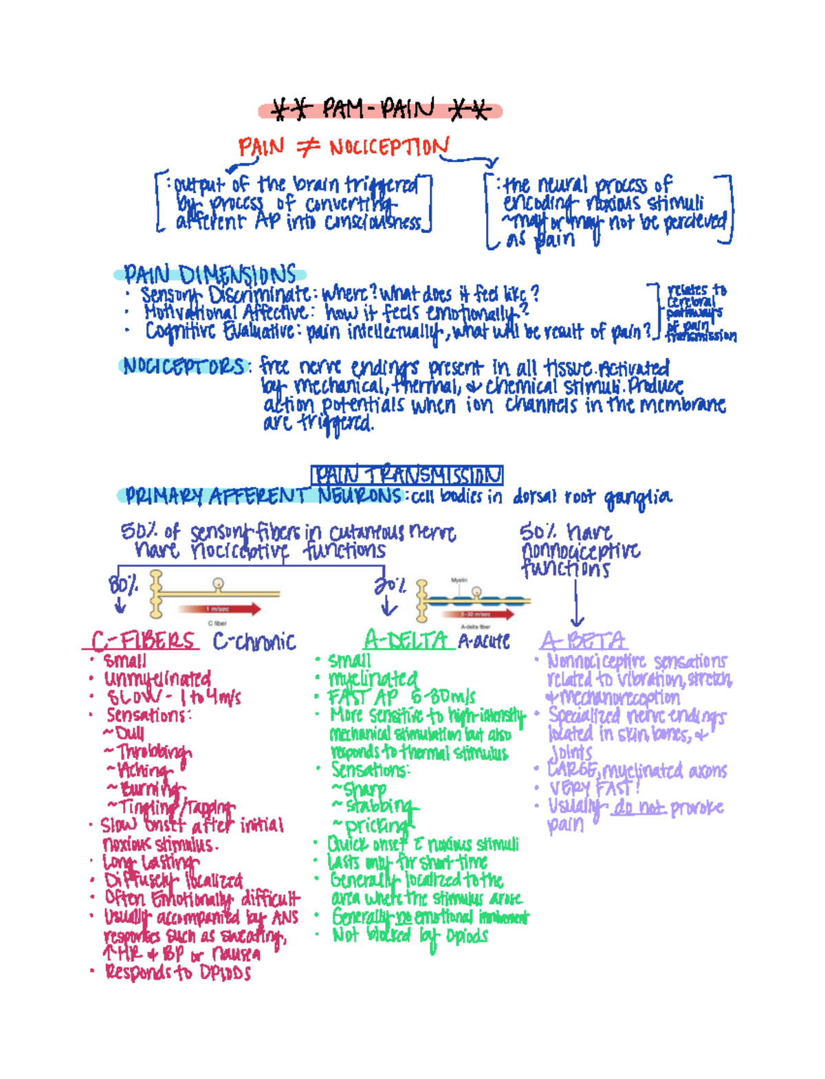 PAM 501: Understanding Pain Mechanisms and Nociception - Studocu
