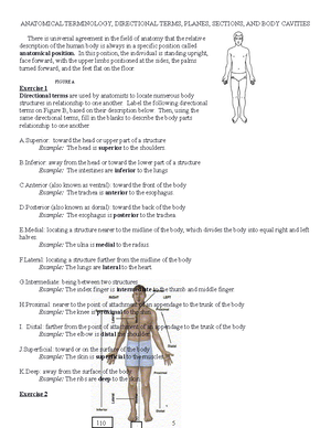 Anatomical Planes And Directional Terms Worksheet Anatomical Position