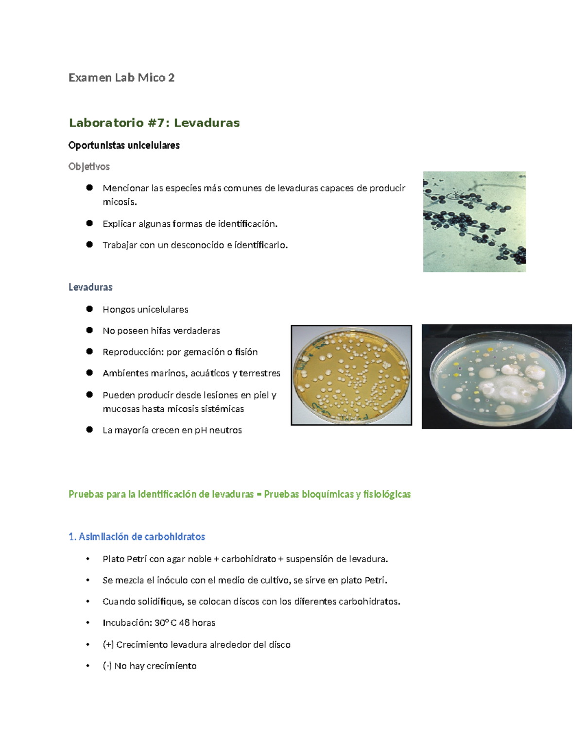 Examen Lab Mico 2 - guia de material de repaso - Examen Lab Mico 2 Laboratorio #7: Levaduras ...