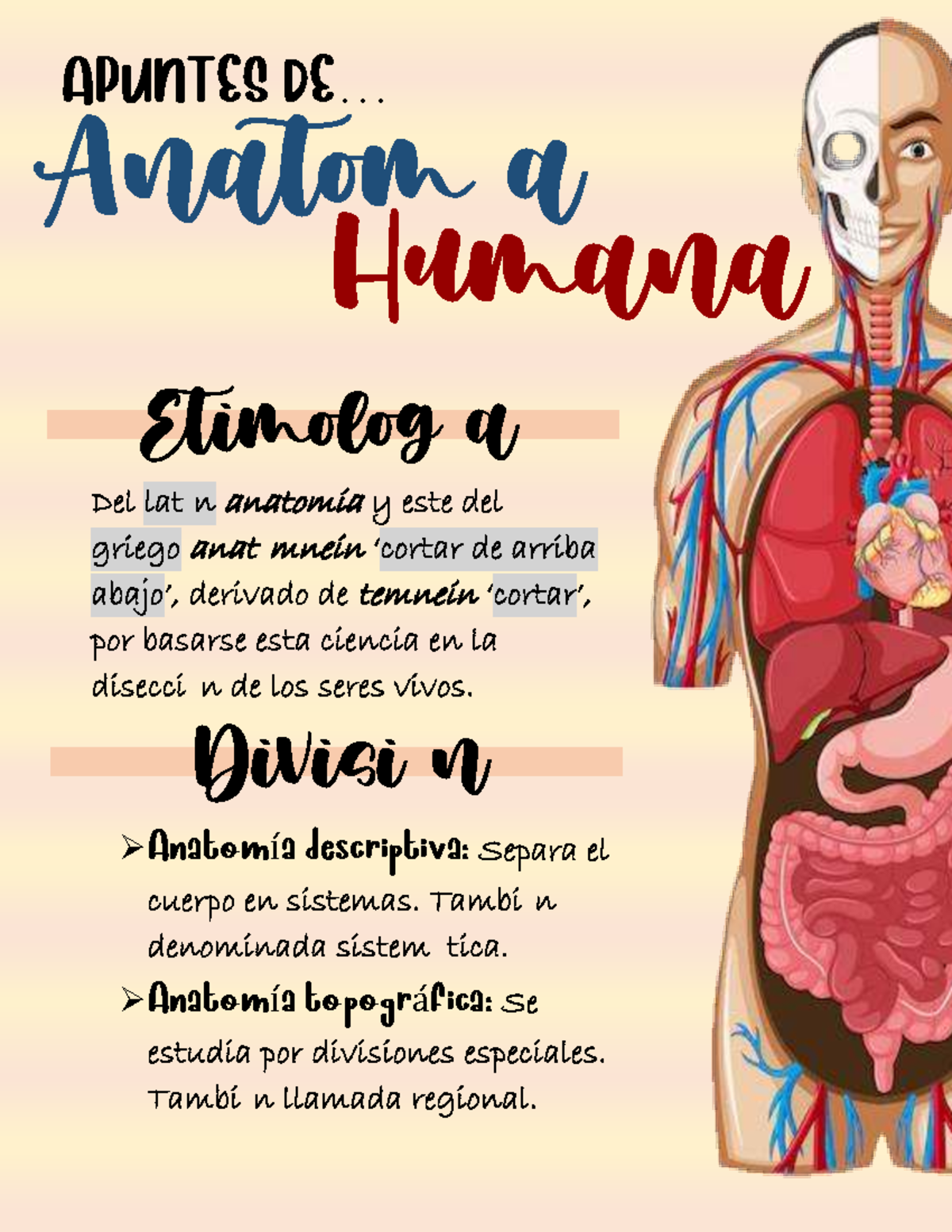 Apuntes de anatomía humana: sistemas y aparatos del cuerpo - Studocu