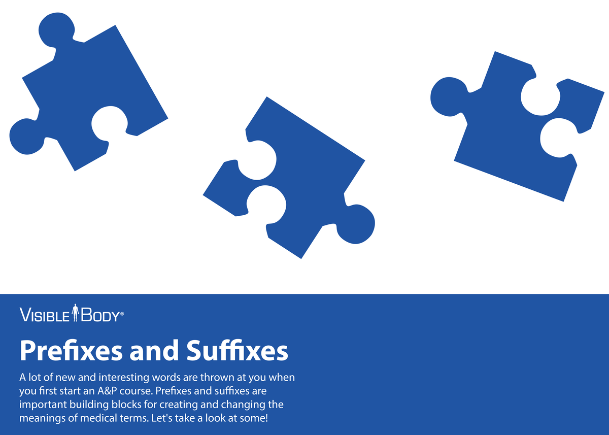 Visible Body - A&P Prefixes and Suffixes Lesson Notes - Studocu